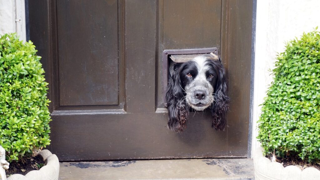How to Stop Dog Barking at the Door: A Step-by-Step Training Guide ...