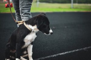 Transform Your Wild Puppy Into a Well-Behaved Dog Using Science-Backed ...